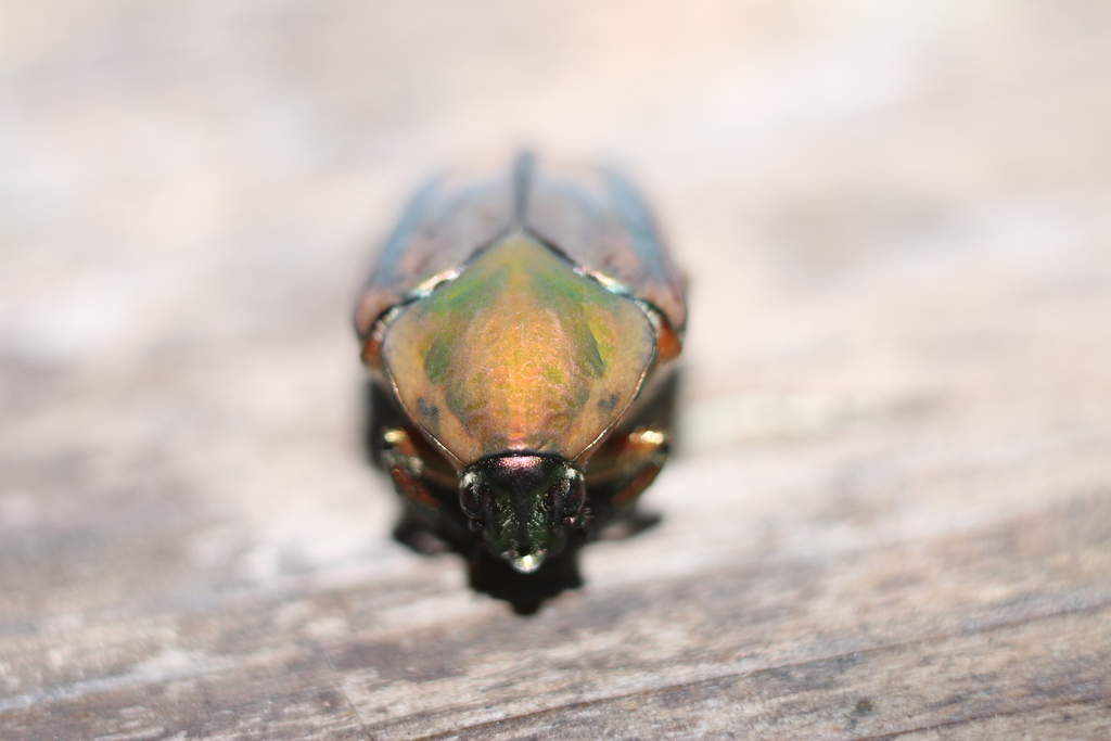 Common Green June Beetle from Calvert Library Southern Branch on August ...