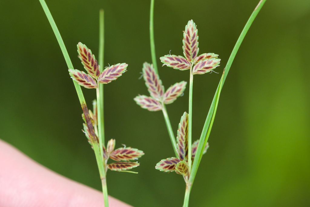 Shining Flatsedge from Ashbridges Bay, Toronto, ON on August 04, 2020 ...