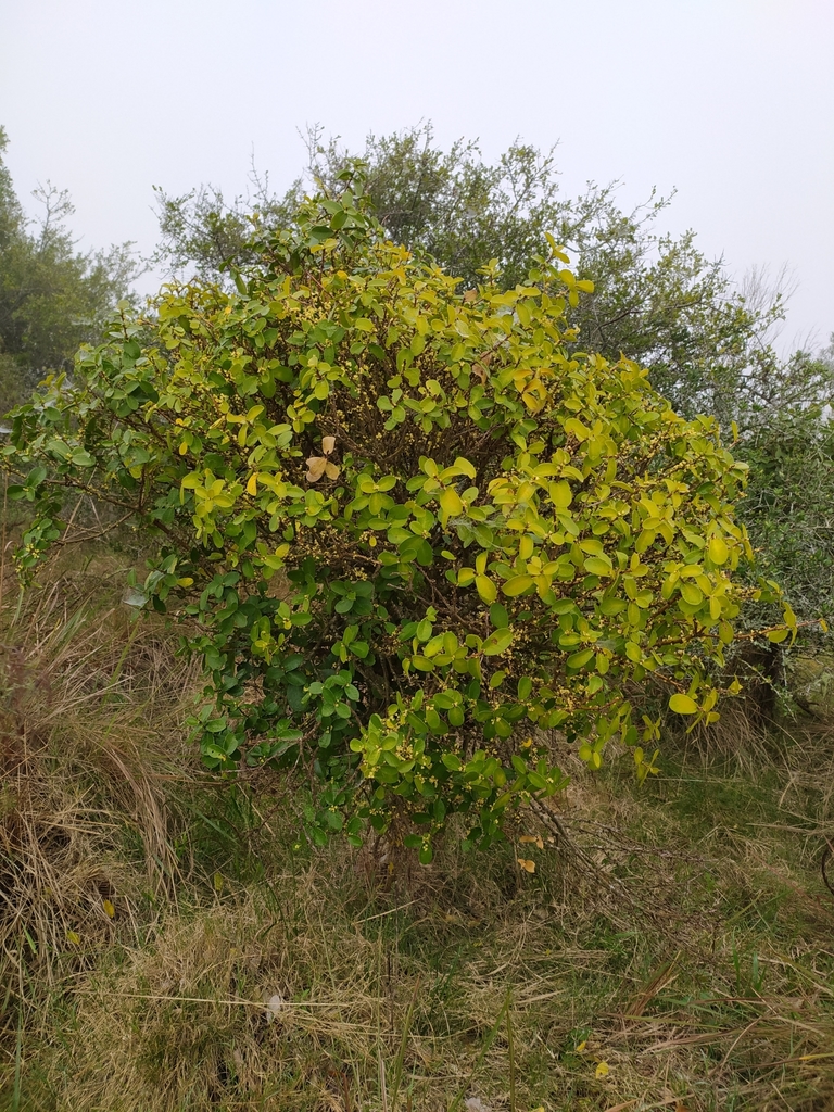 (Daphnopsis racemosa) - Botanical Realm