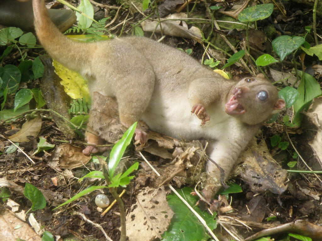 Northern Common Cuscus from Romang, Maluku Barat Daya Regency, Maluku ...
