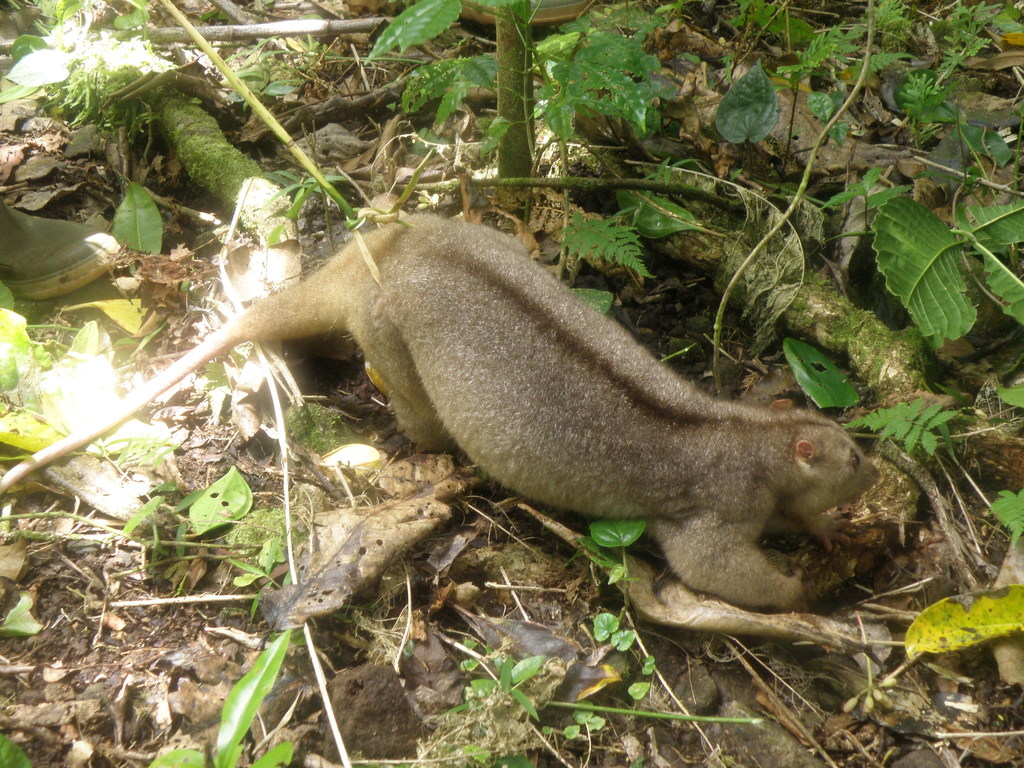 Northern Common Cuscus (Phalanger orientalis) - Know Your Mammals