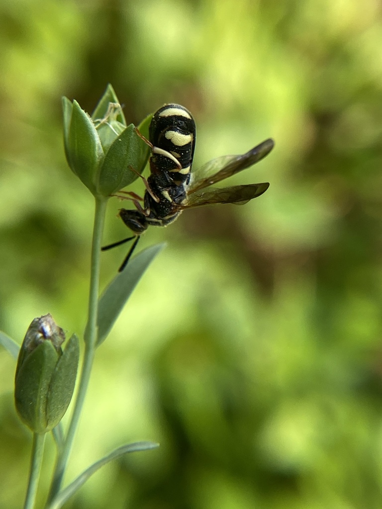 Leucospis affinis from Hannett Ave NE, Albuquerque, NM, US on August 02 ...