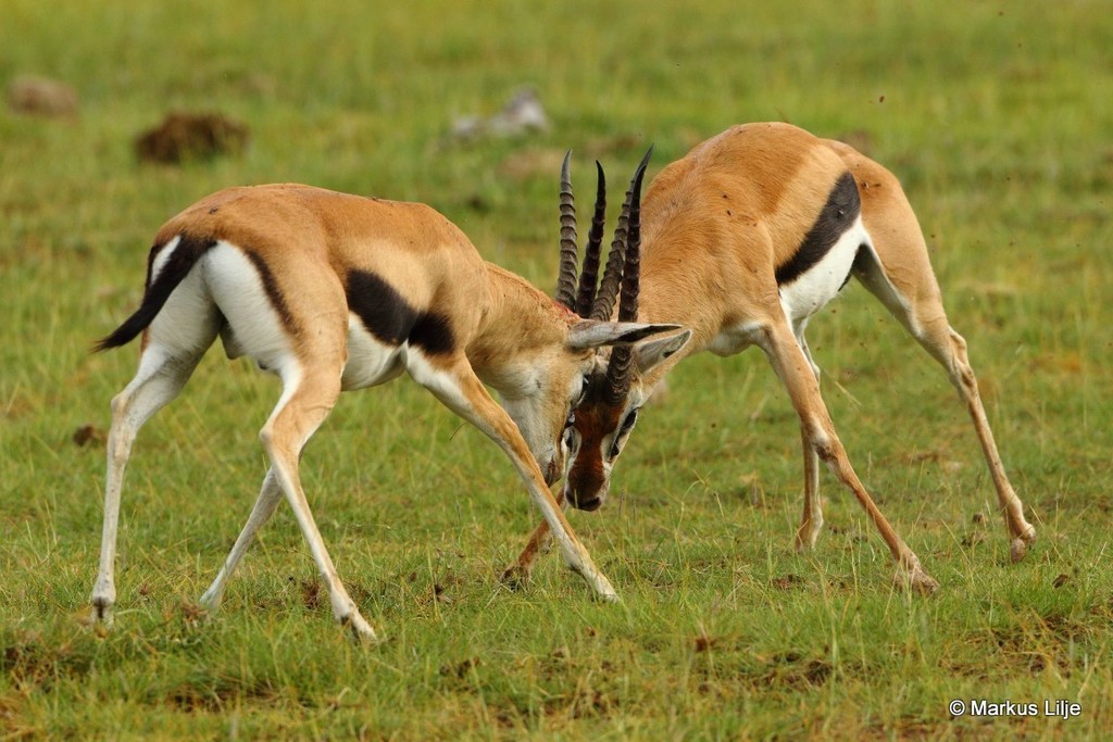 Antelopes, Goats, and Sheep (Antilopinae) - Know Your Mammals