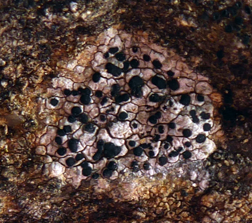 Buellia suttonensis · iNaturalist