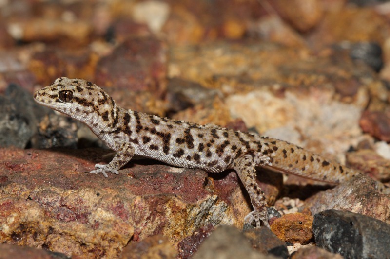 Common Prickly Gecko from Glenmorgan QLD 4423, Australia on November 19 ...
