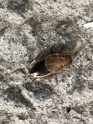Cucaracha mexicana de la madera (Latiblattella mexicana)