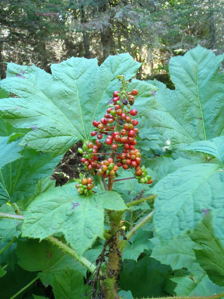 Devil's Club (Oplopanax horridus) - Botanical Realm