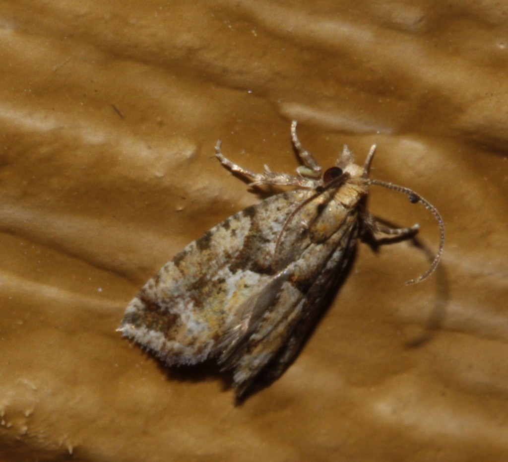 Spruce Bud Moth from Le Rocher-Percé, QC, Canada on August 3, 2020 at ...