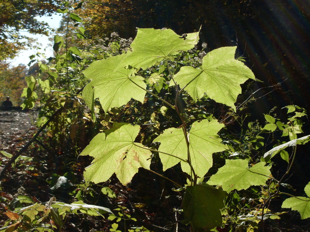 purple-flowered raspberry from Rouville, QC, Canada on October 9, 2011 ...