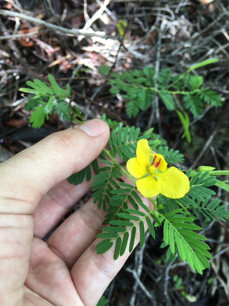 Chamaecrista portoricensis from Tallaboa Alta, Peñuelas, Puerto Rico on ...