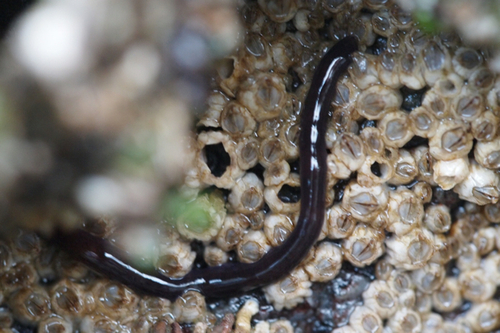 Lineus spatiosus · iNaturalist Ecuador