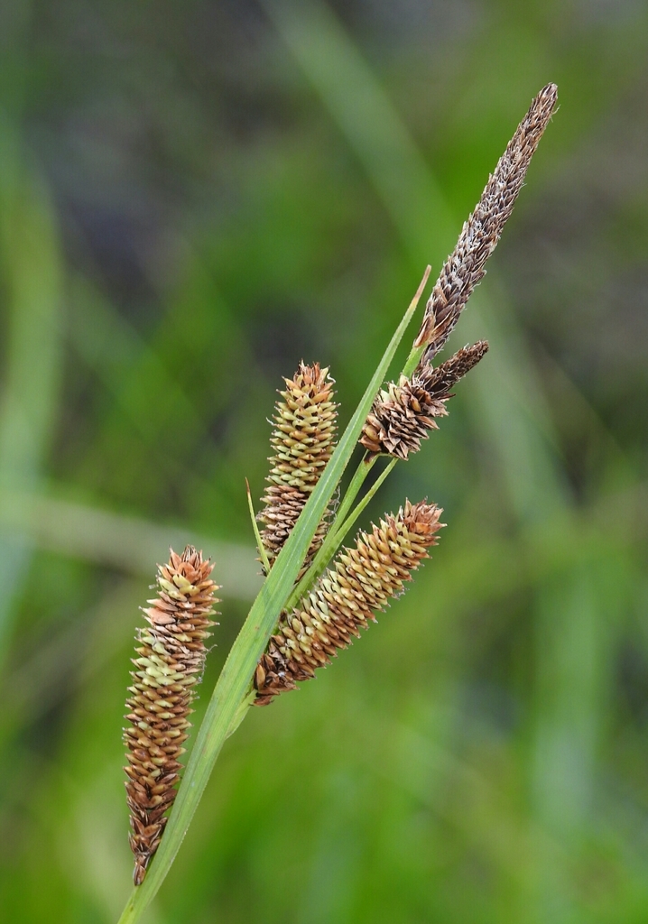 Nebraska sedge (Carex nebrascensis) - Botanical Realm