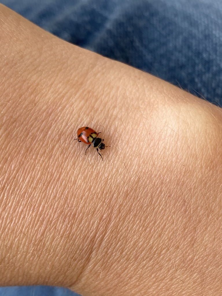 Black-spotted Lady Beetles from Grand Mesa National Forest, Crested ...