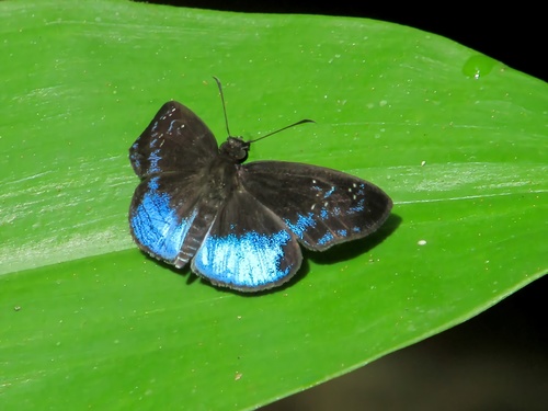 Black-topped Blue-Skipper (Pythonides proxenus)
