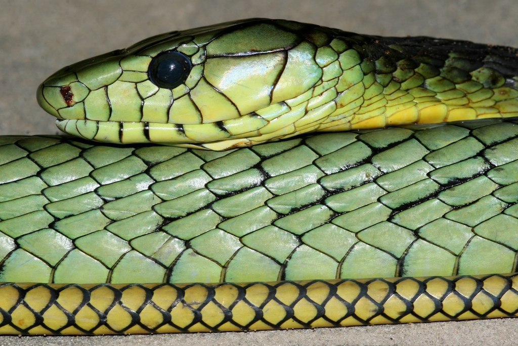 Mambas (Dendroaspis) - Snakes and Lizards