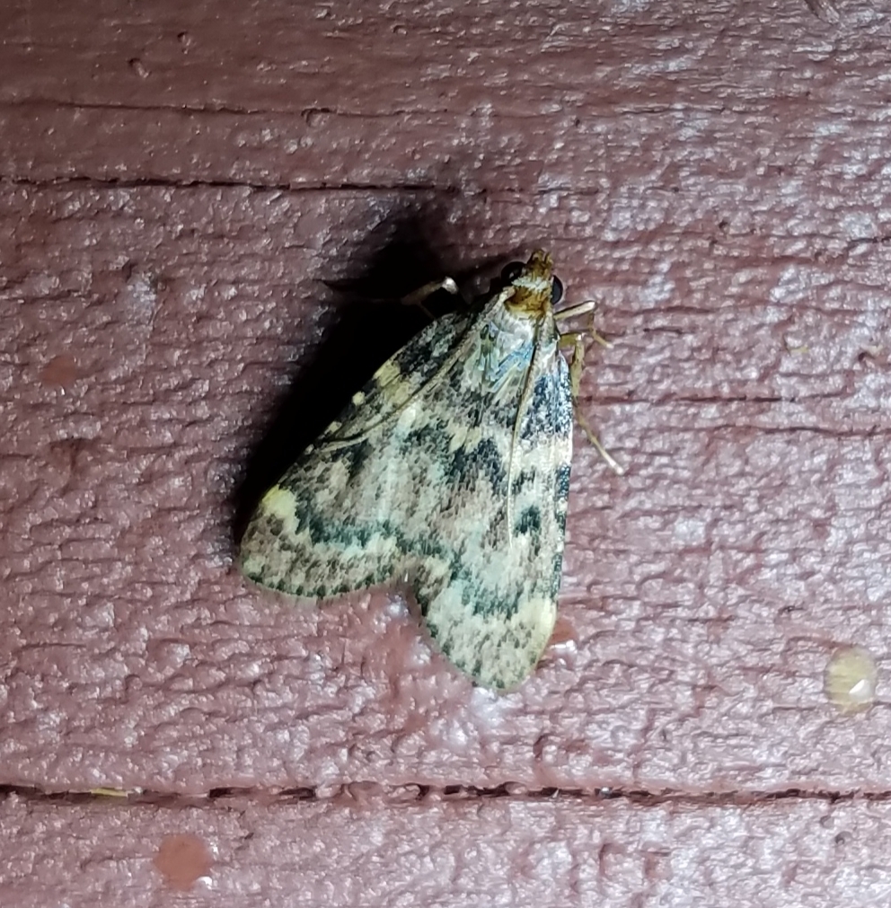 Pink-masked Pyralid Moth from Big Falls Rd on August 4, 2020 at 10:52 ...