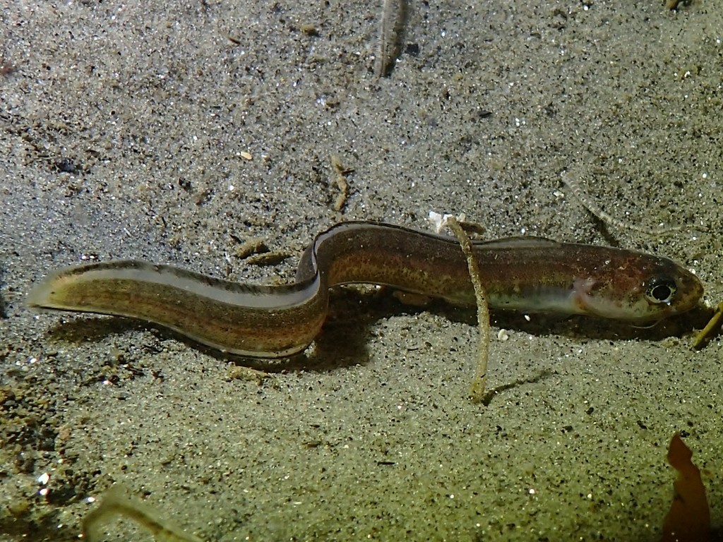 Basketweave cusk-eel from Monterey breakwater on June 22, 2019 at 09:21 PM by Matthew Bokach ...
