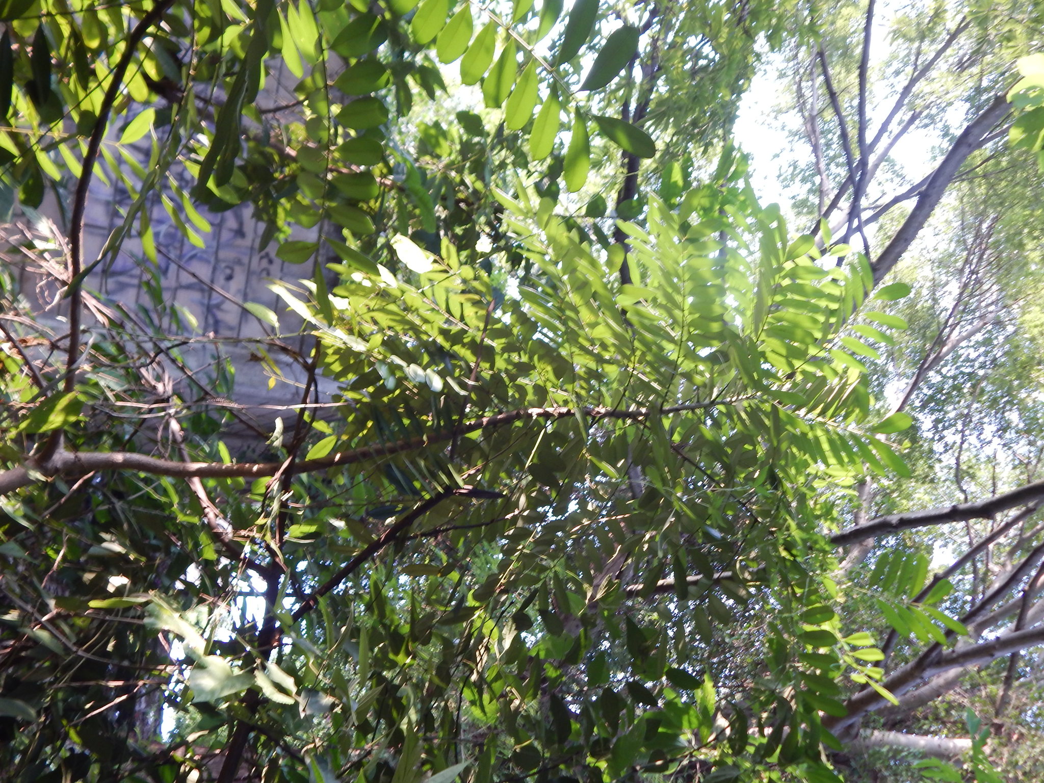 Simarouba amara Aubl.