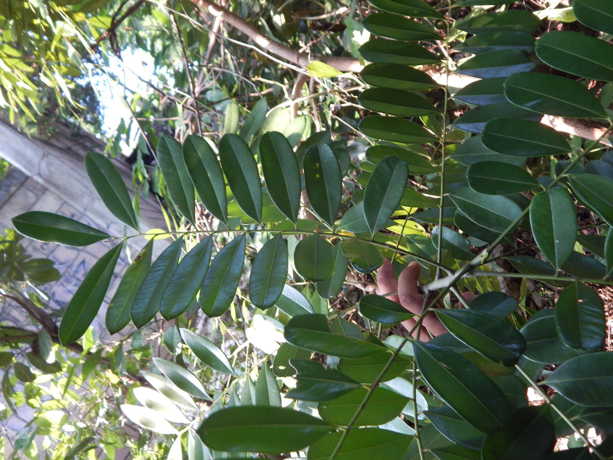 Simarouba amara Aubl.