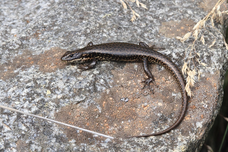 Southern Water Skink from Charlotte Pass, Kosciuszko National Park NSW ...