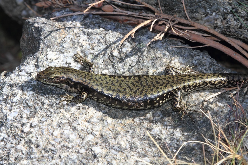 Water Skinks from Charlotte Pass, Kosciuszko National Park NSW 2627 ...