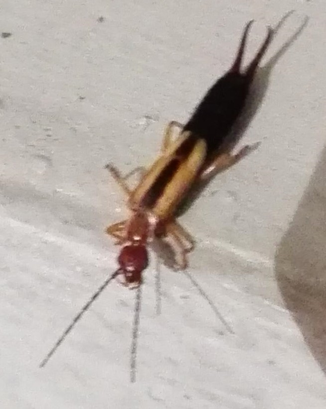 Lined Earwig from Irapuato, Gto., México on July 30, 2020 at 05:49 PM ...