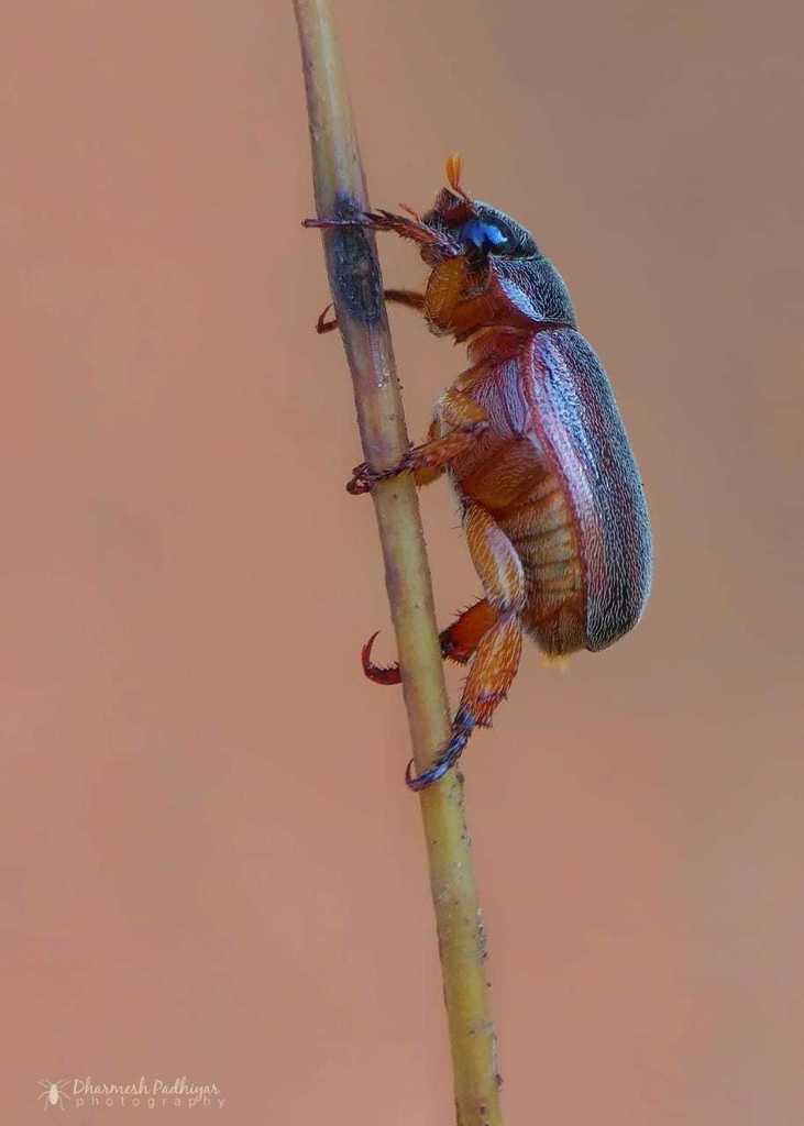 Adoretus versutus from Sayan, Gujarat, India on July 26, 2020 at 11:07 ...