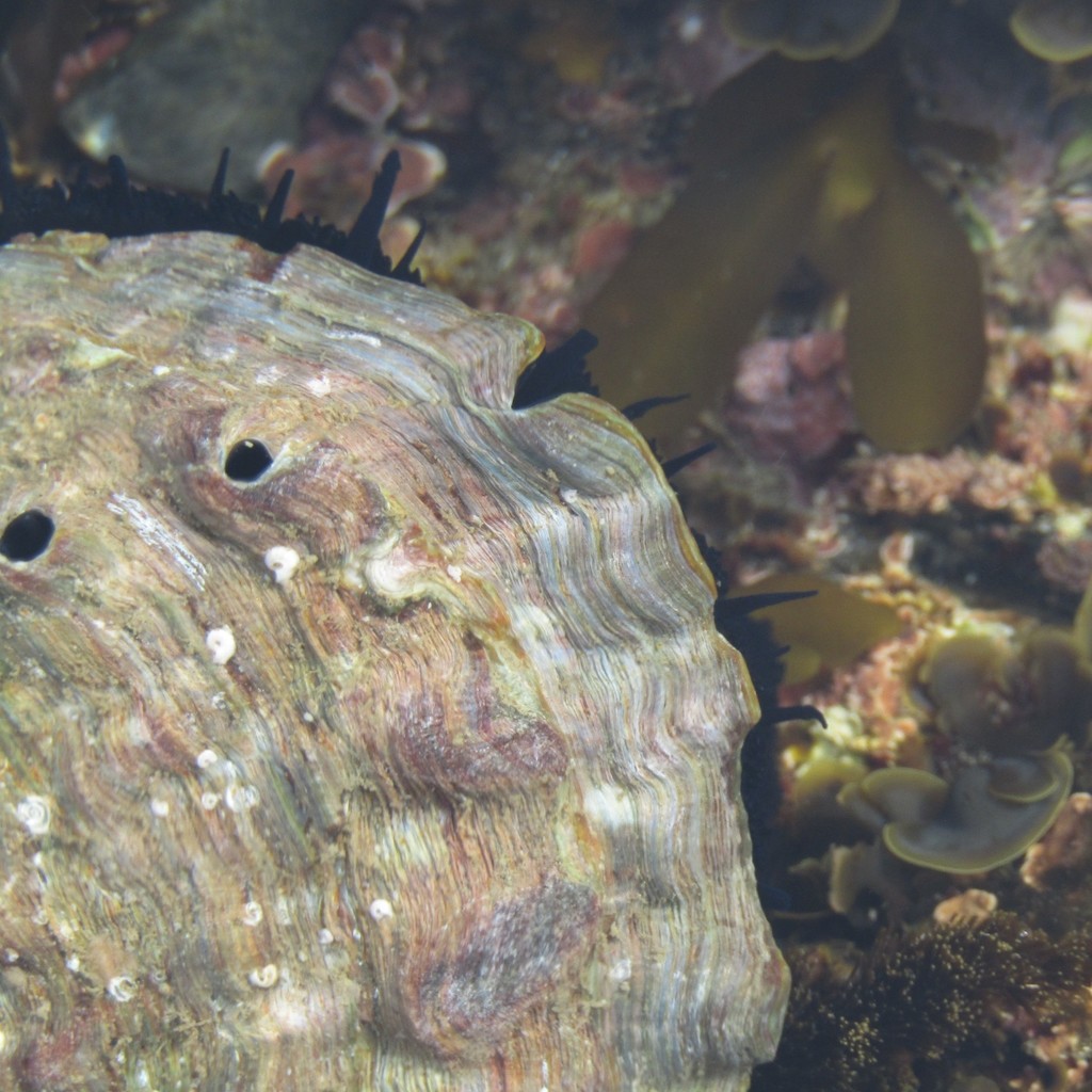 Blackfoot Paua from Wellington, New Zealand on August 05, 2020 by wild ...