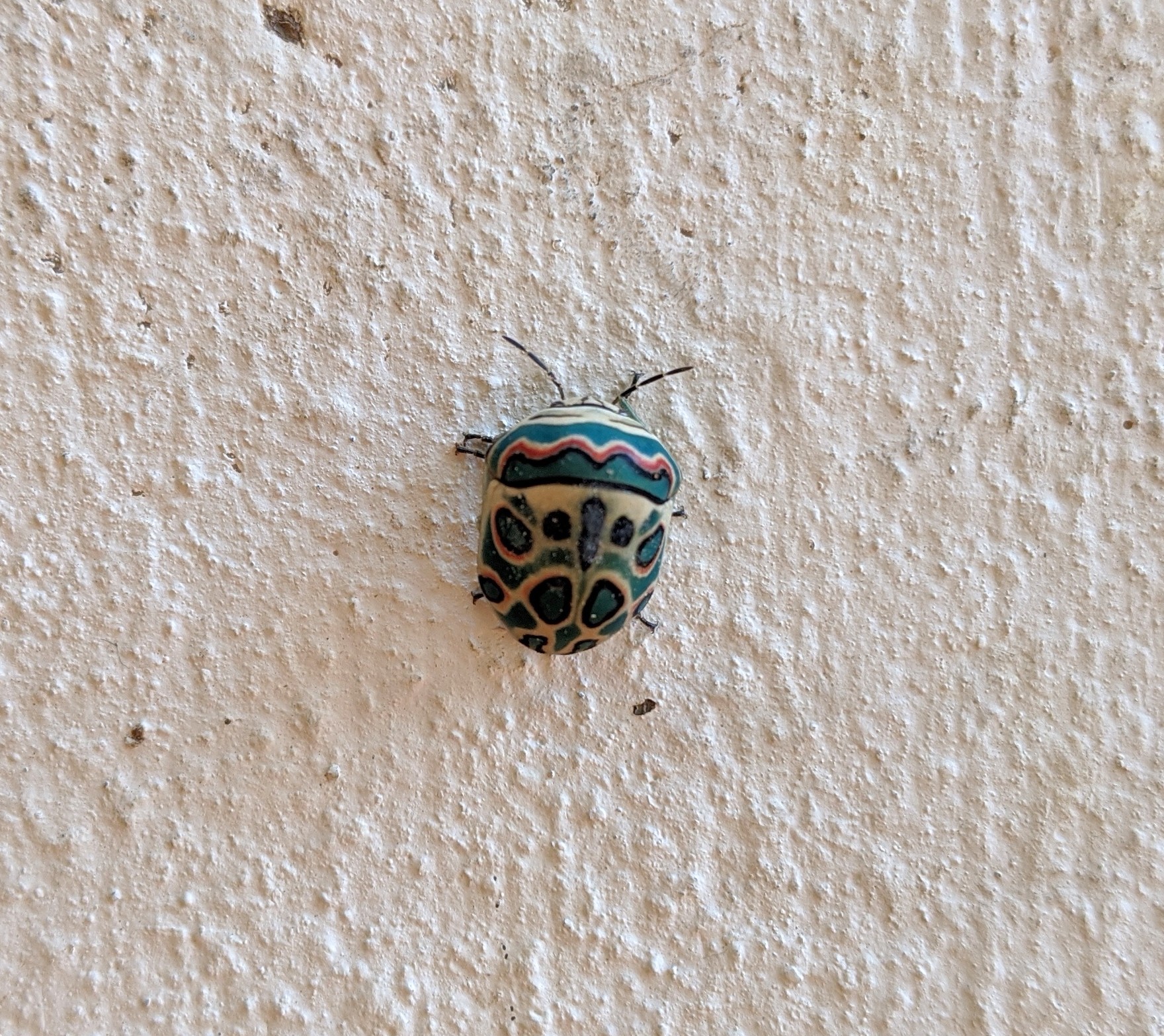 Sphaerocoris annulus