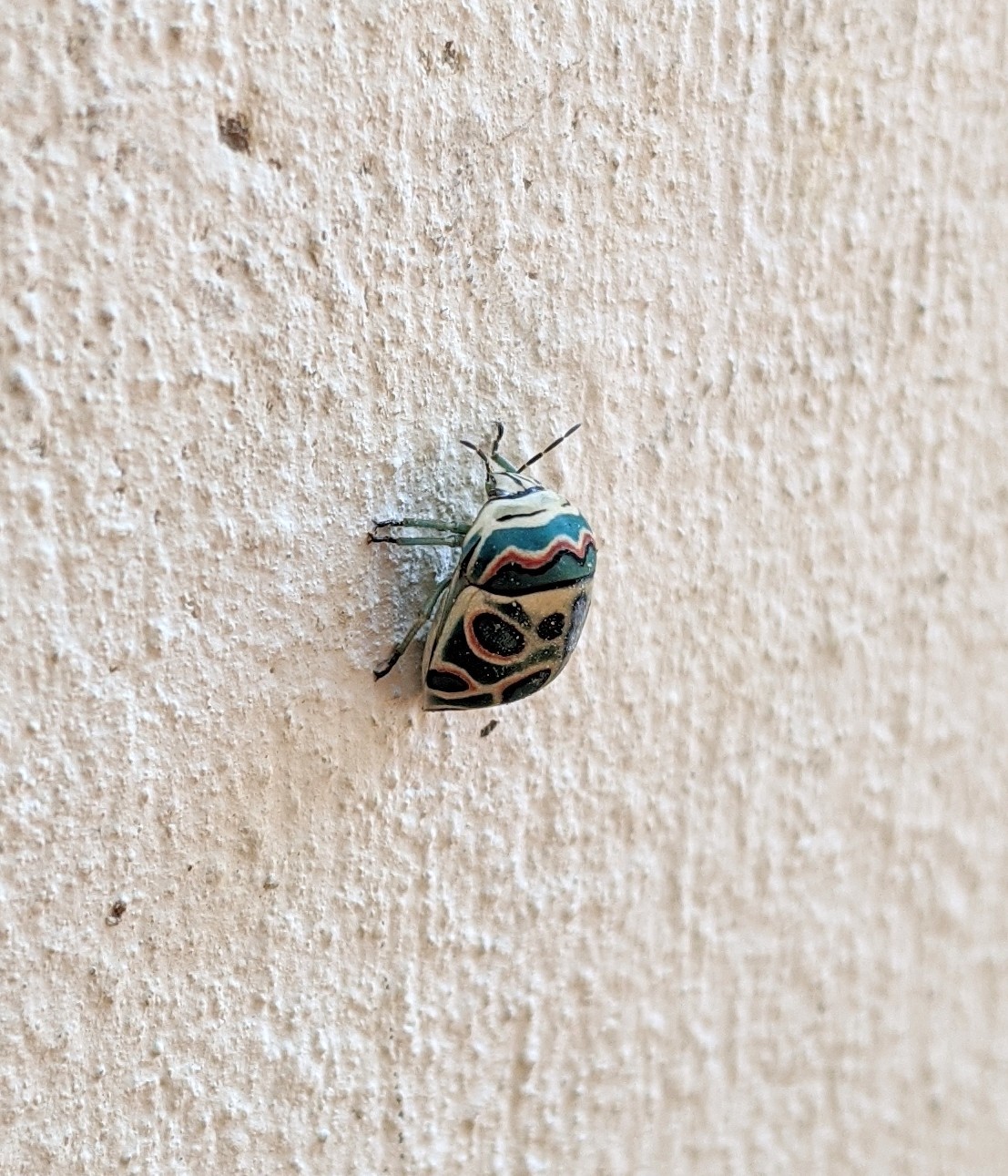 Sphaerocoris annulus
