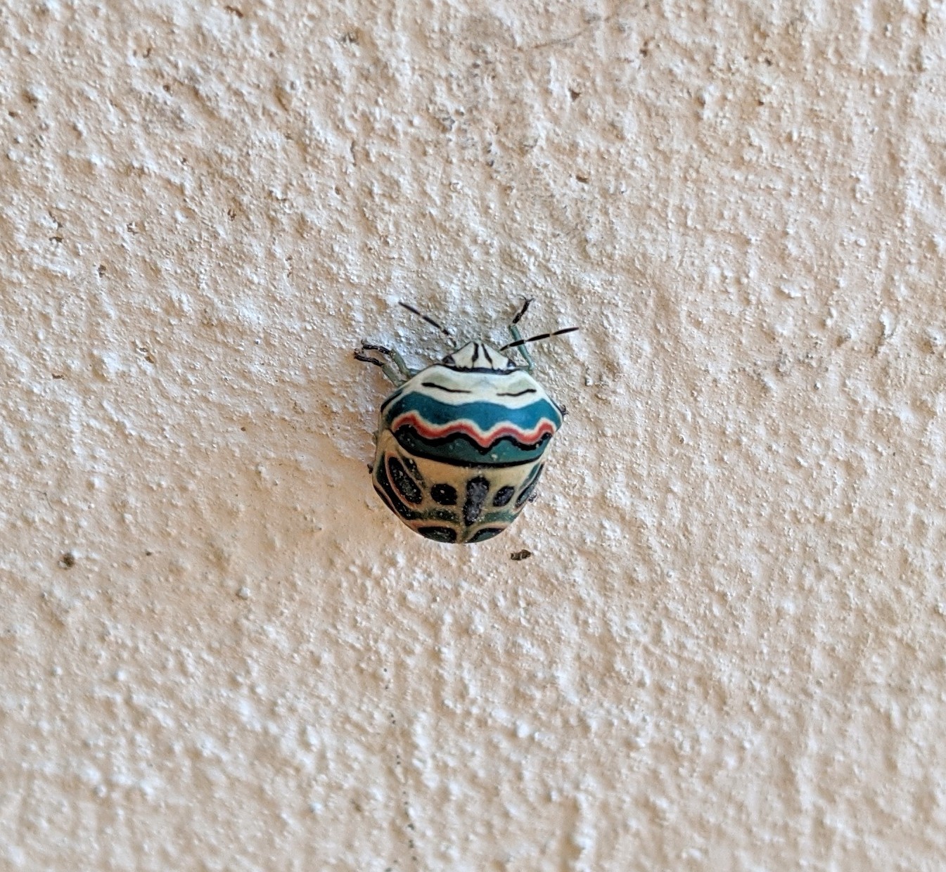 Sphaerocoris annulus
