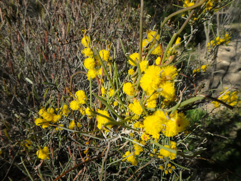 Nealie (Native Flora of the Victorian Volcanic Plains Part 1) · iNaturalist