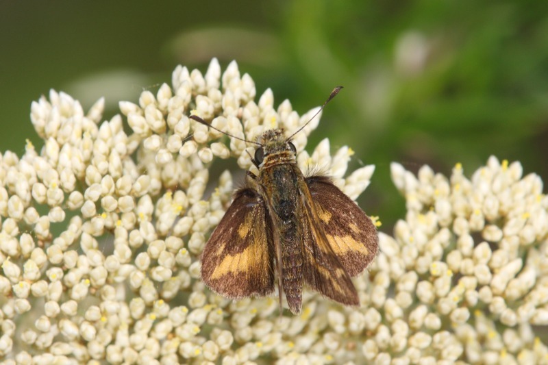 White-banded Grass-dart from Fitzroy Falls NSW 2577, Australia on ...