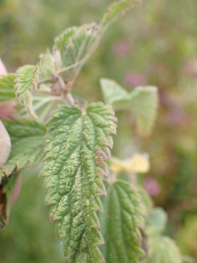 great stinging nettle from Hilsea, England, UK on August 4, 2020 at 01: ...