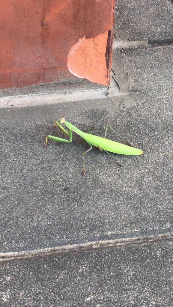 European Mantis from Milan, Metropolitan City of Milan, Italy on August ...