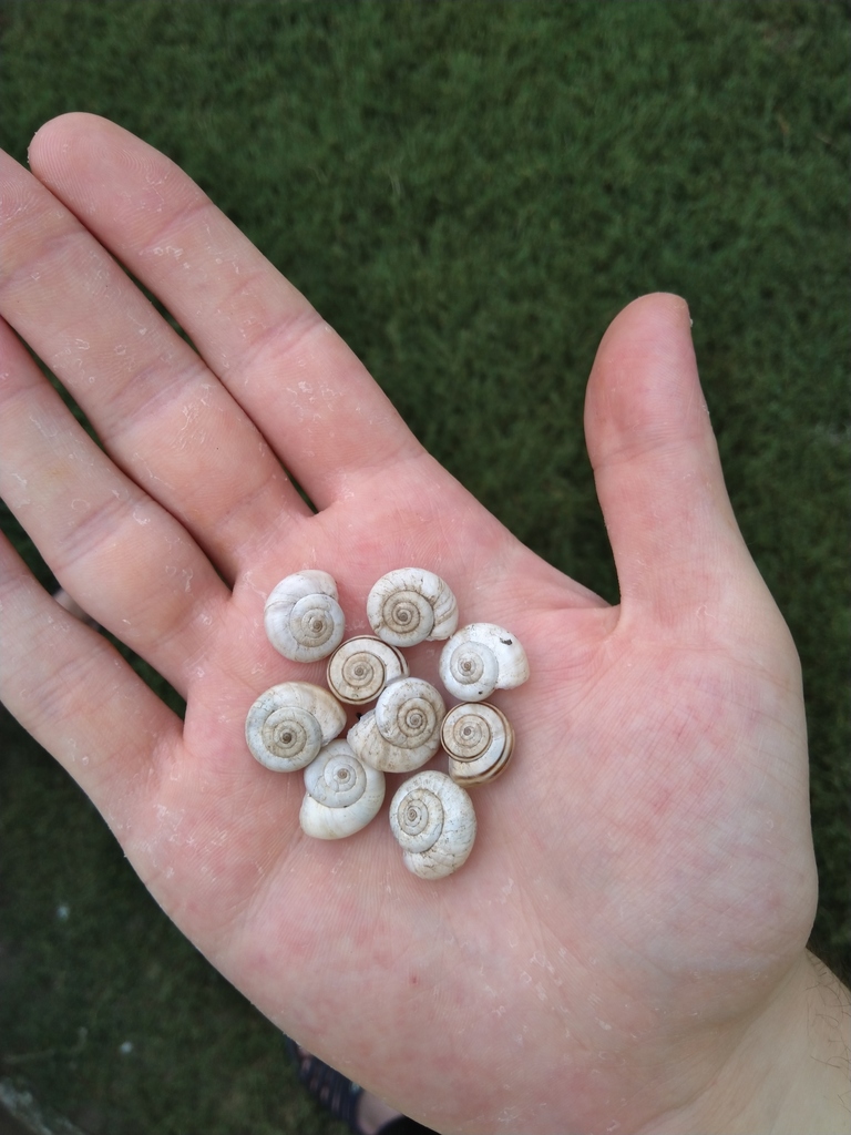 Eastern Heath Snail from 3670 Медковец, България on August 05, 2020 by ...