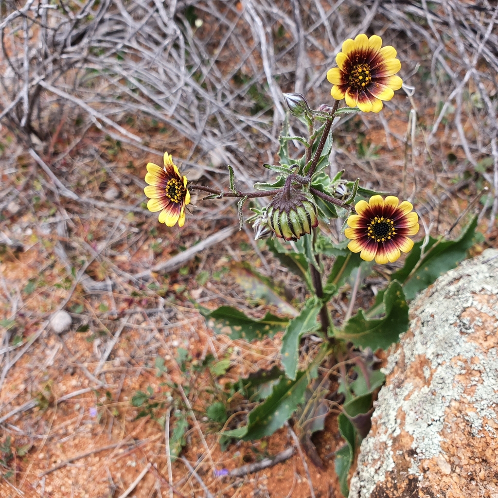 one-eye monster from Charles Darwin Reserve on August 5, 2020 at 11:27 ...