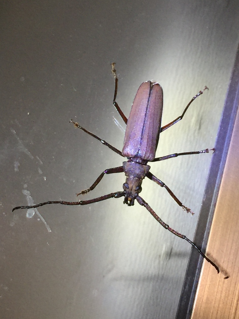 Thin-winged Longicorn Beetle from Nojiri, Shinano-Machi, Kamiminochi ...