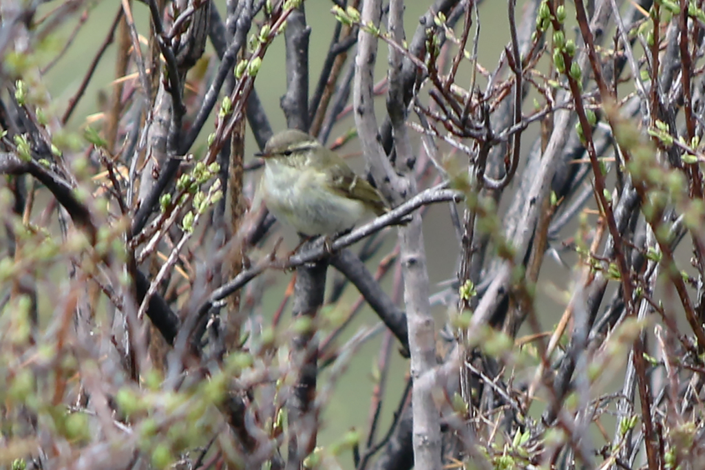 Chinese Leaf Warbler from Barkam, Ngawa Tibetan and Qiang Autonomous ...