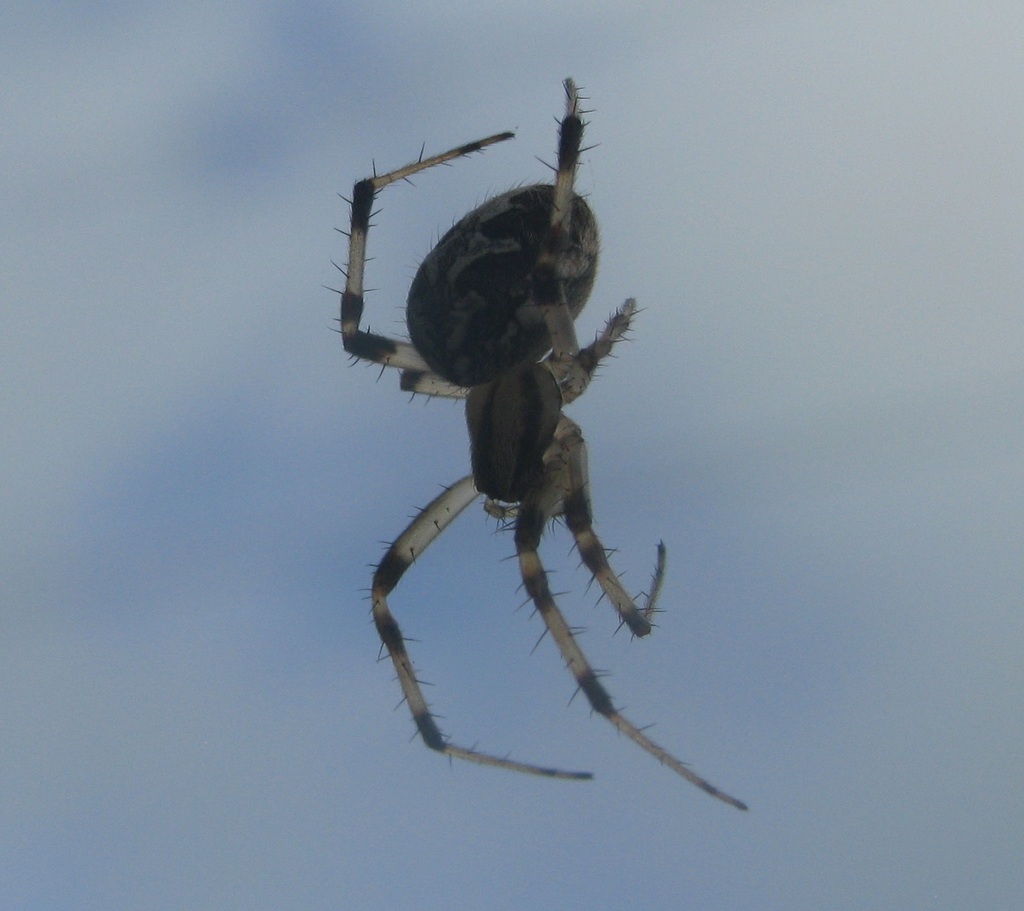 Neoscona mukerjei (Spiders of Karnataka) · iNaturalist