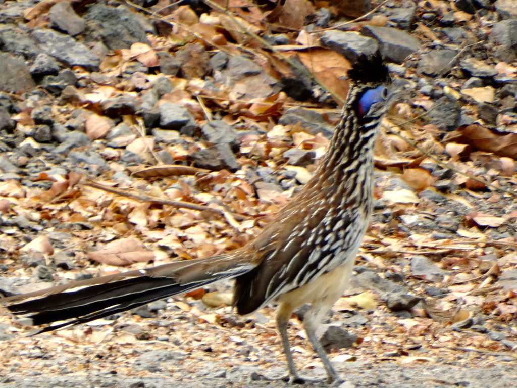 Lesser Roadrunner from Rancho Los Venados Mazatlán Sinaloa México on ...
