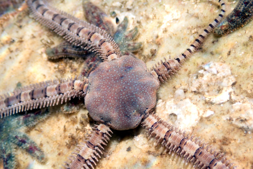 Ophionereis schayeri (Marine invertebrates of Randwick costal area ...
