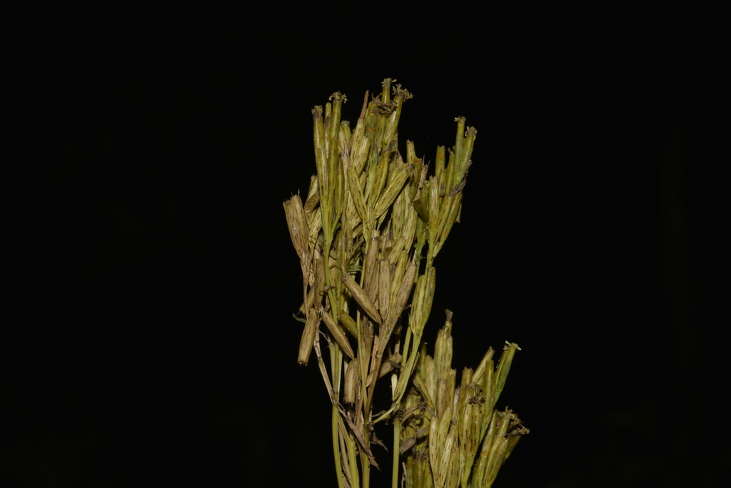 wild marigold from Coffs Harbour NSW, Australia on August 05, 2020 at ...
