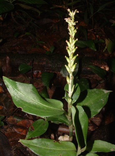 Microchilus venustulus · iNaturalist