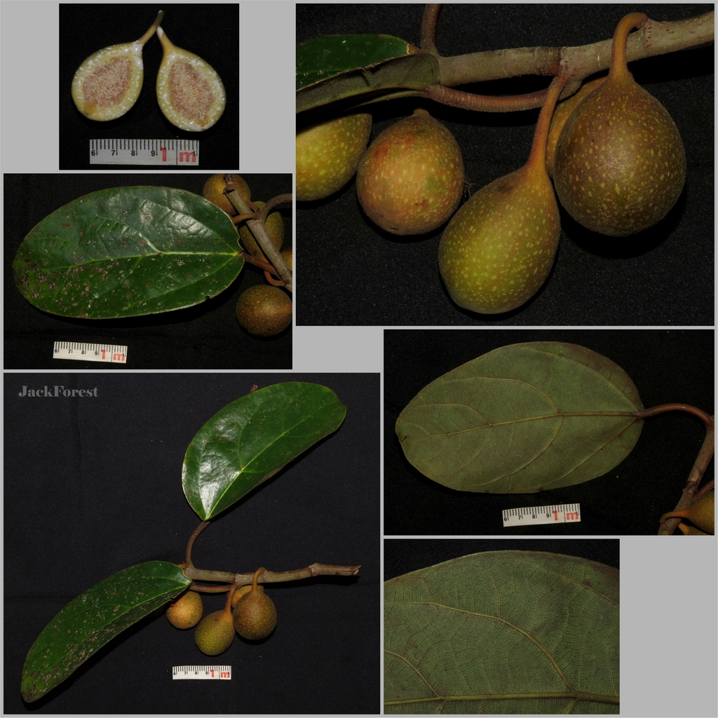 Ficus apiocarpa from Sungai Linau, Kec. Siak Kecil, Bengkalis Regency ...