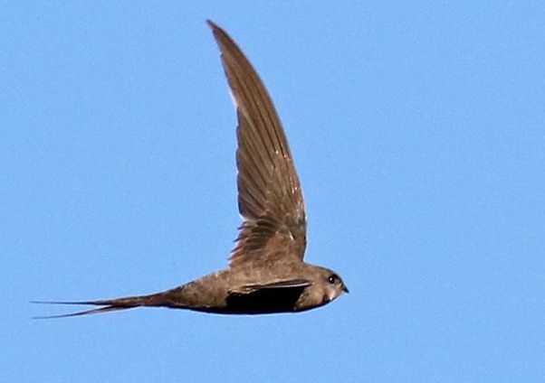 African Palm Swift (Cypsiurus parvus) - Avian Discovery