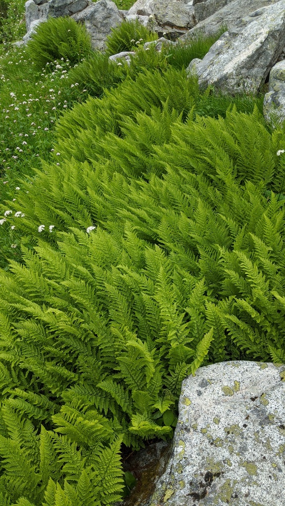 American Alpine Lady Fern from Squamish-Lillooet, British Columbia ...