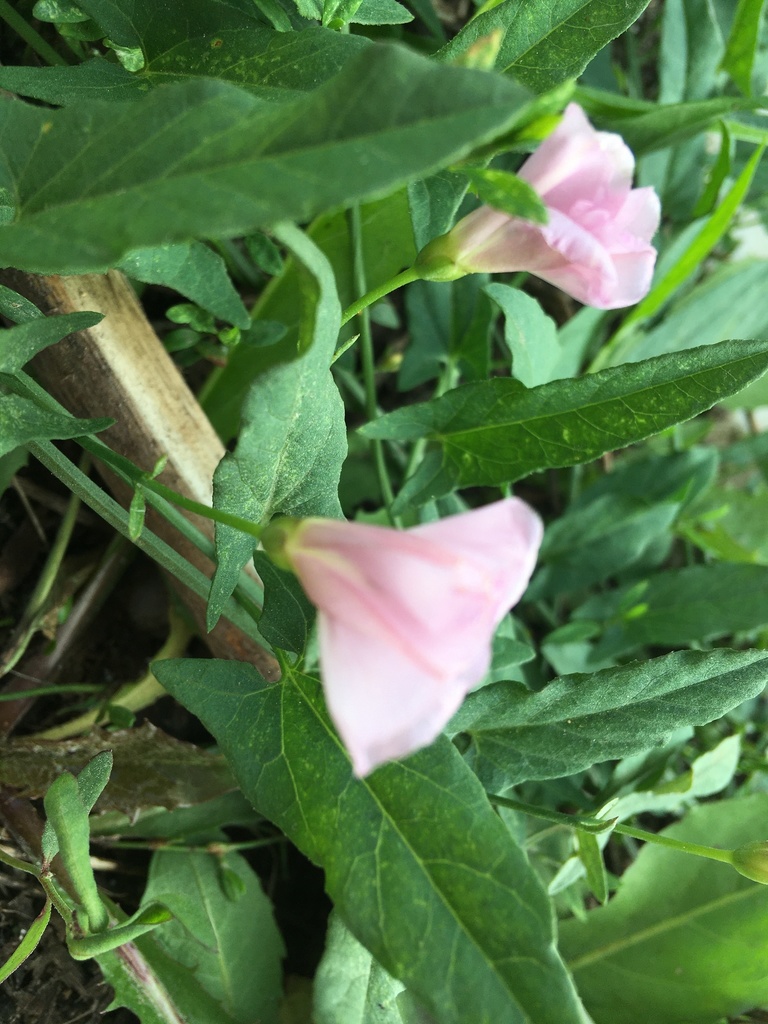 field bindweed in August 2020 by angelina_ivanova · iNaturalist