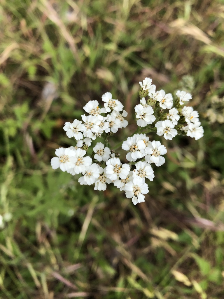 common yarrow from Anthony Chabot Regional Park, Oakland, CA, US on May ...
