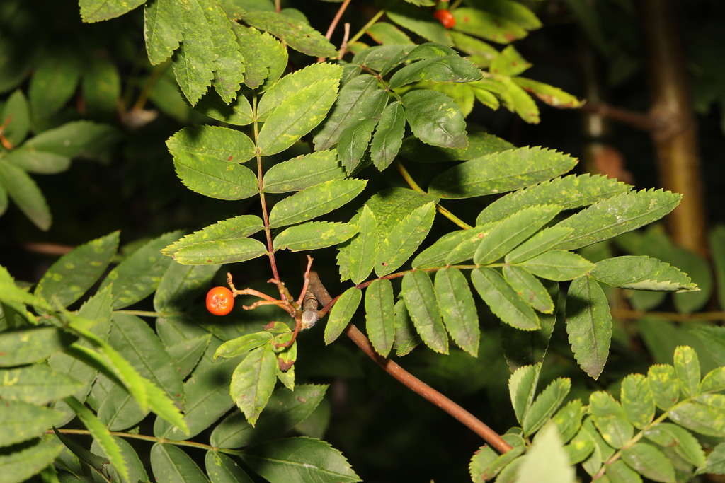European mountain ash ringspot-associated virus from Spike Island ...